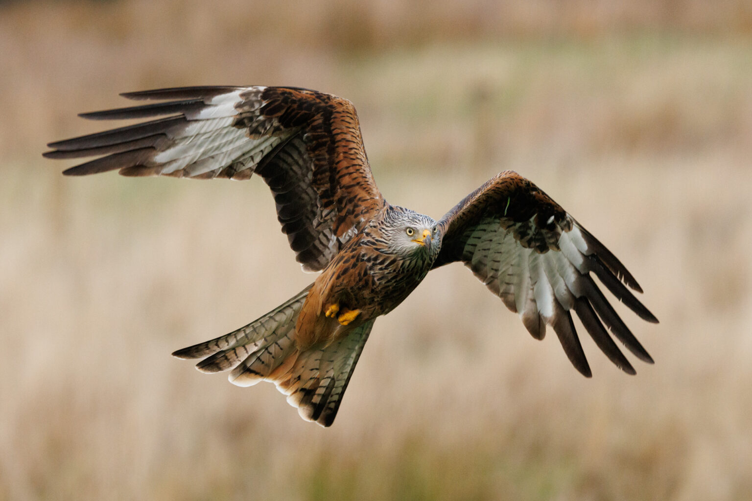 Where to See (and Photograph) Red Kites in Wales - We Travel Wales