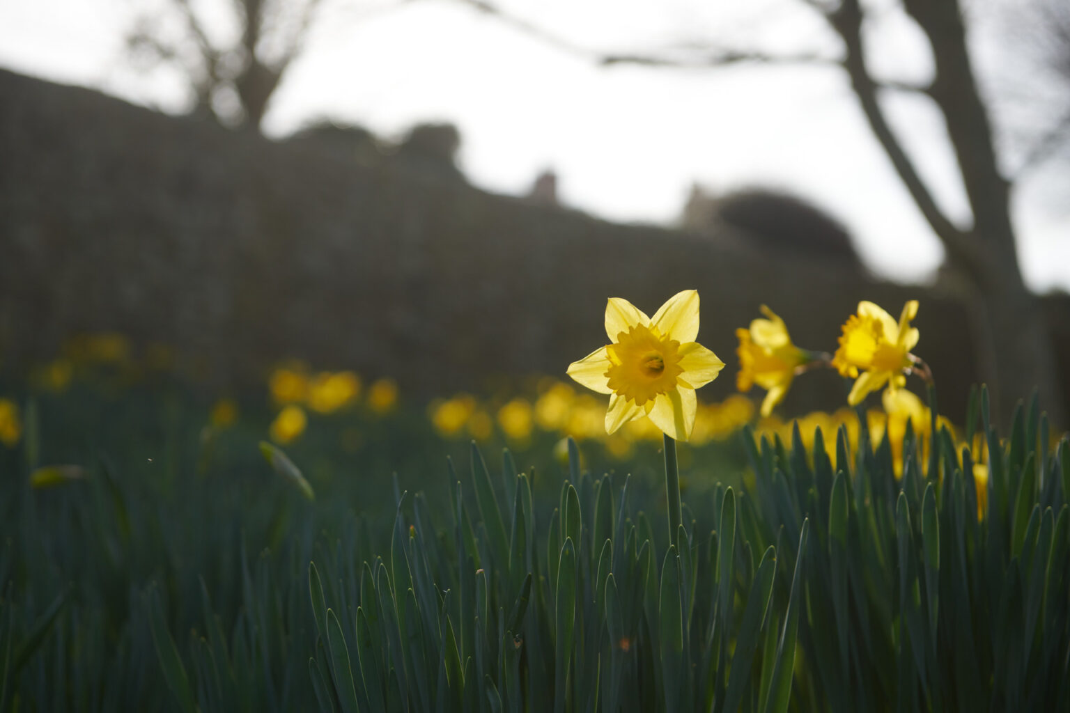 Everything You Need To Know About St David’s Day - We Travel Wales