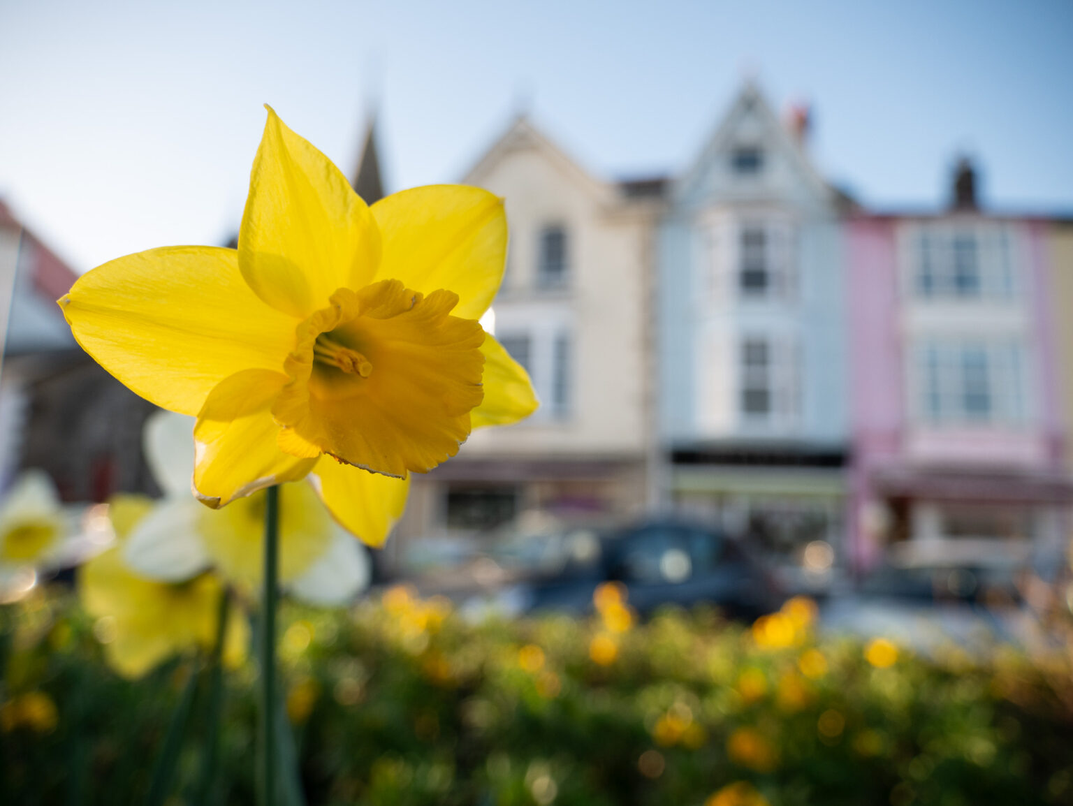 Everything You Need To Know About St David’s Day - We Travel Wales