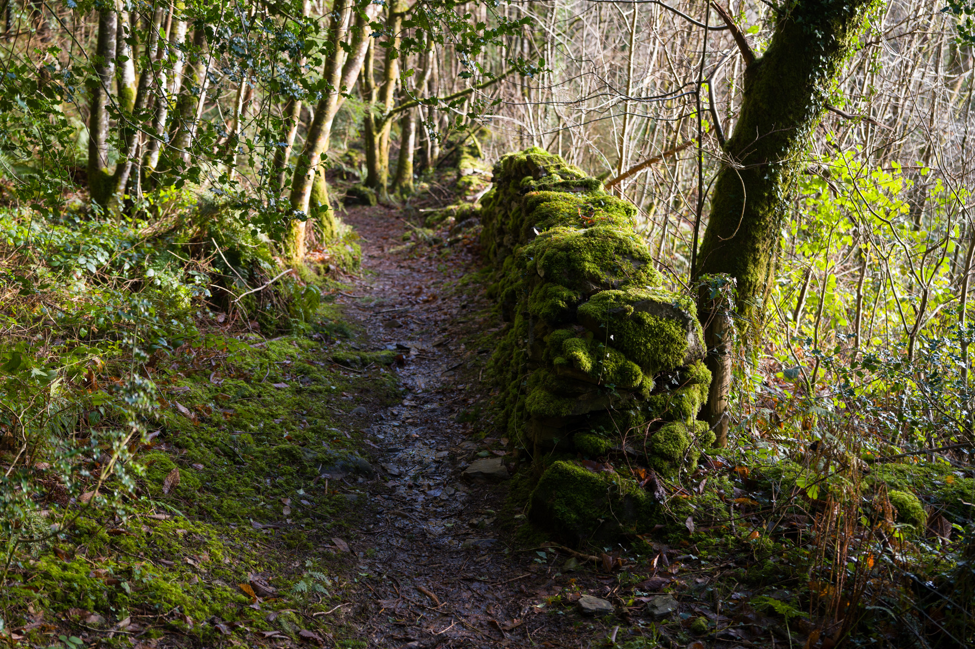 Breathtaking Views of the Mawddach Estuary – The New Precipice Walk ...