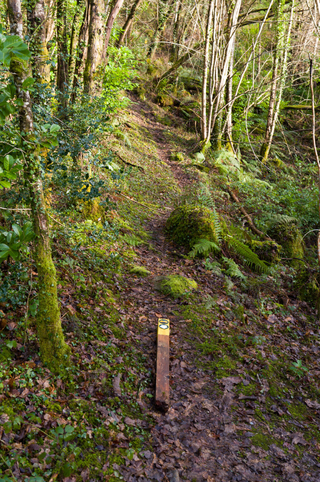 Breathtaking Views of the Mawddach Estuary – The New Precipice Walk ...