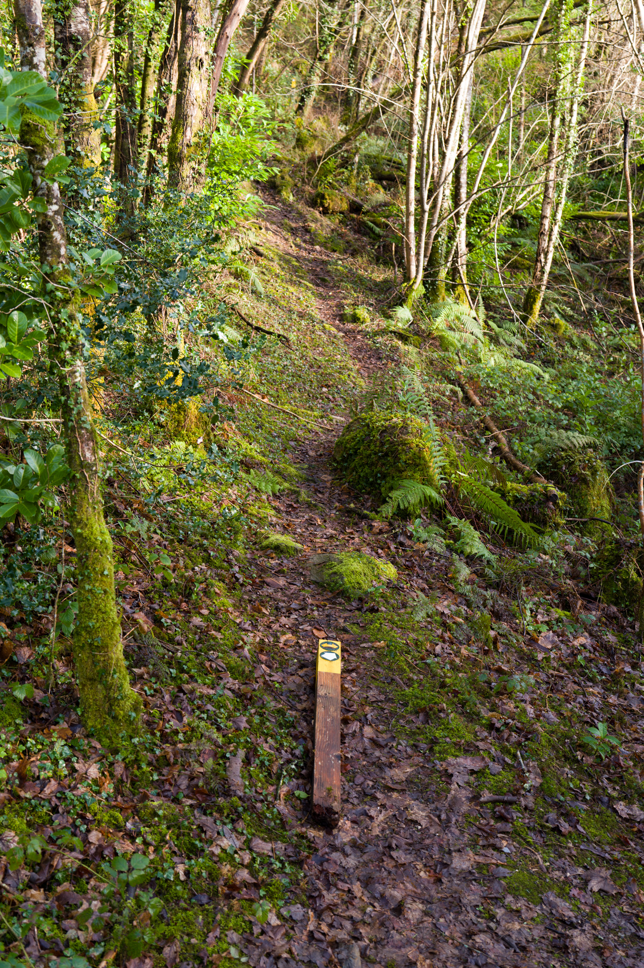 Breathtaking Views of the Mawddach Estuary – The New Precipice Walk ...