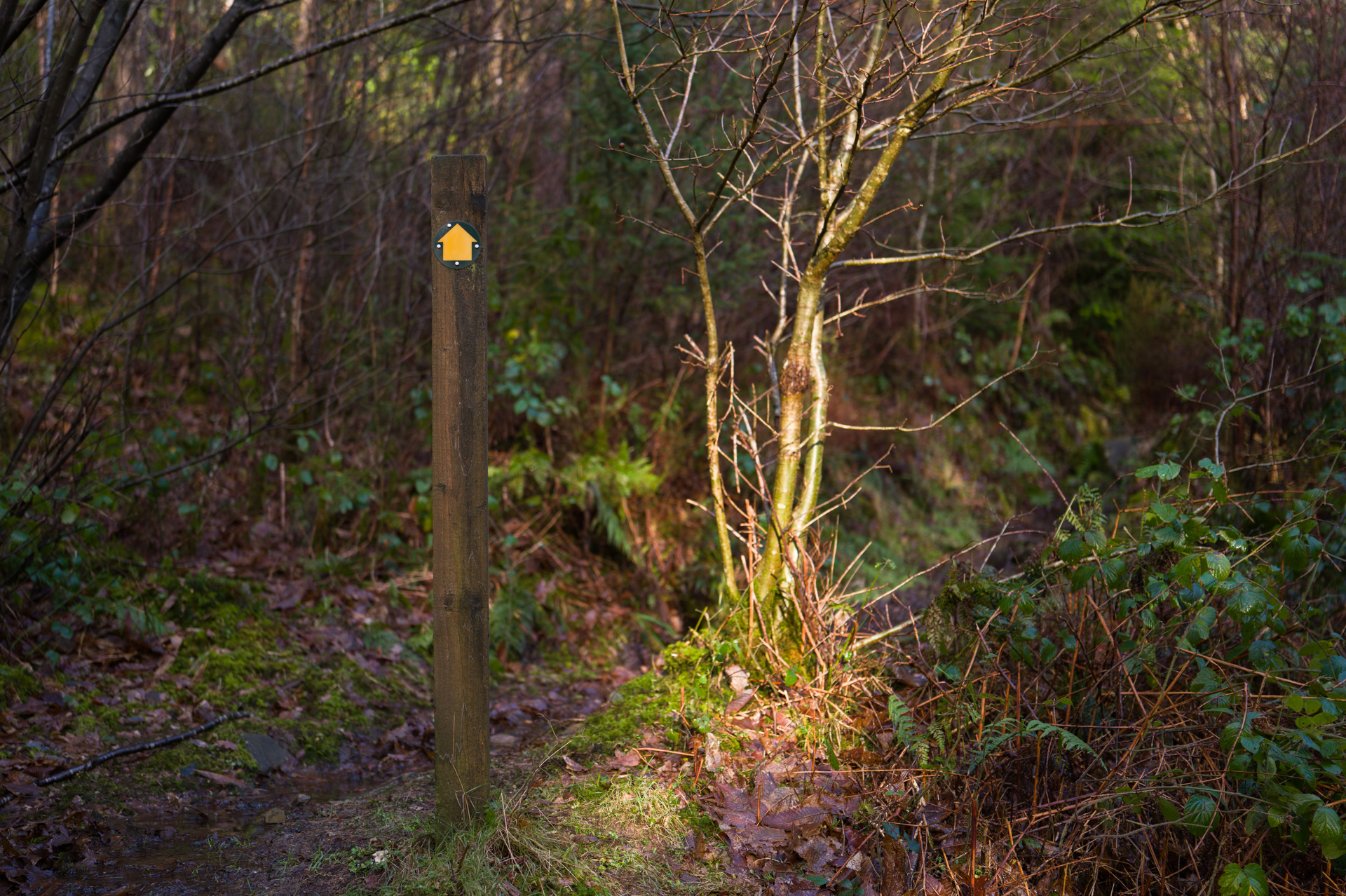 Breathtaking Views of the Mawddach Estuary – The New Precipice Walk ...