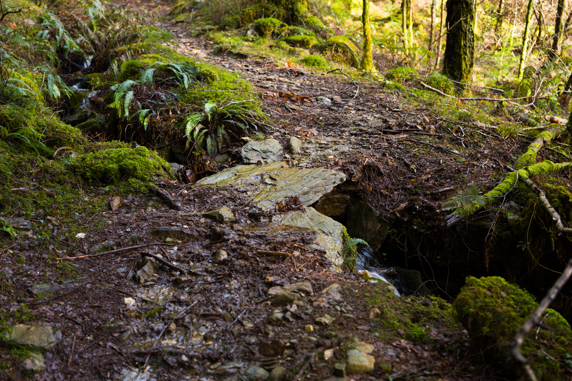 Breathtaking Views of the Mawddach Estuary – The New Precipice Walk ...