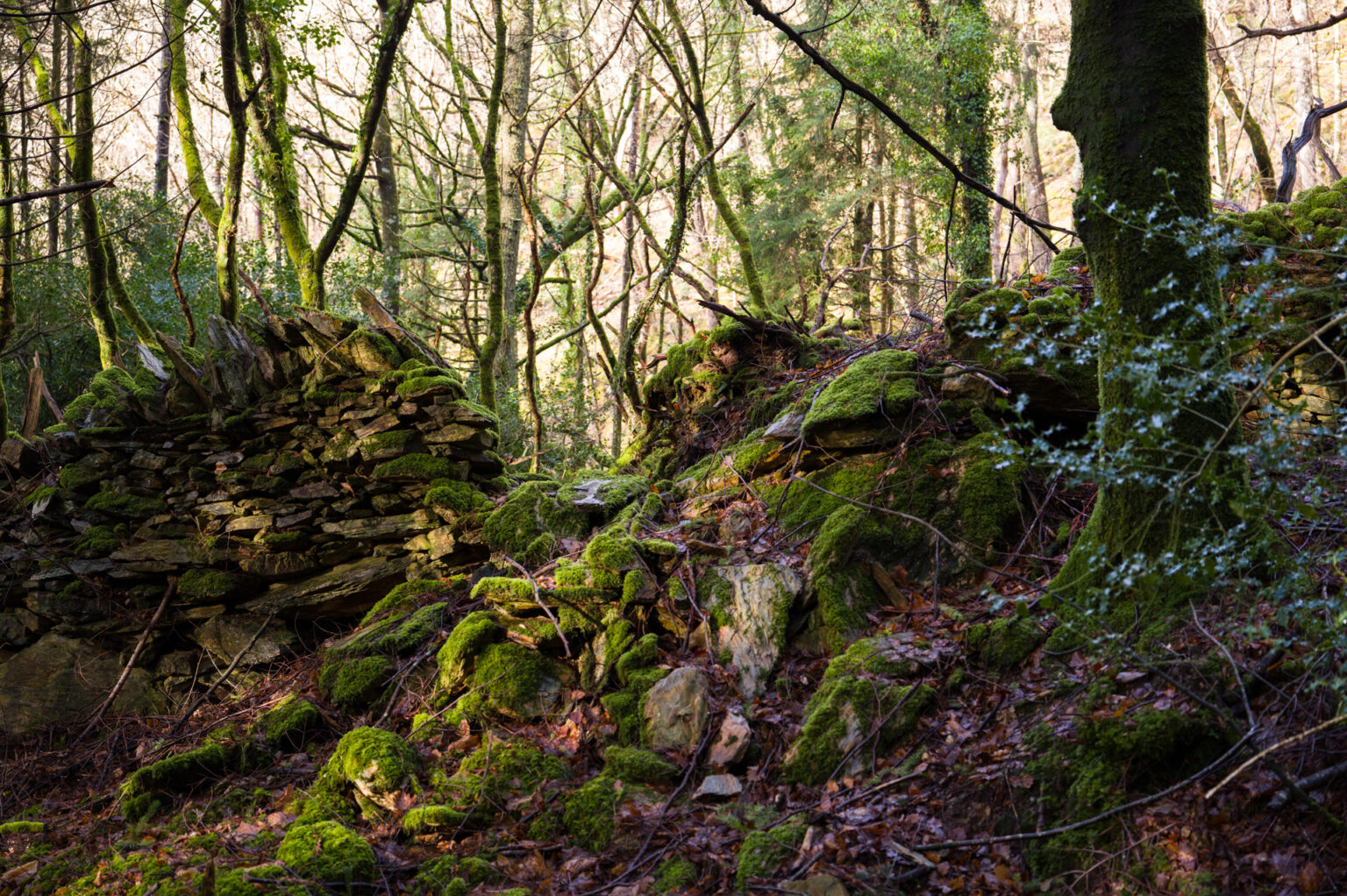 Breathtaking Views of the Mawddach Estuary – The New Precipice Walk ...