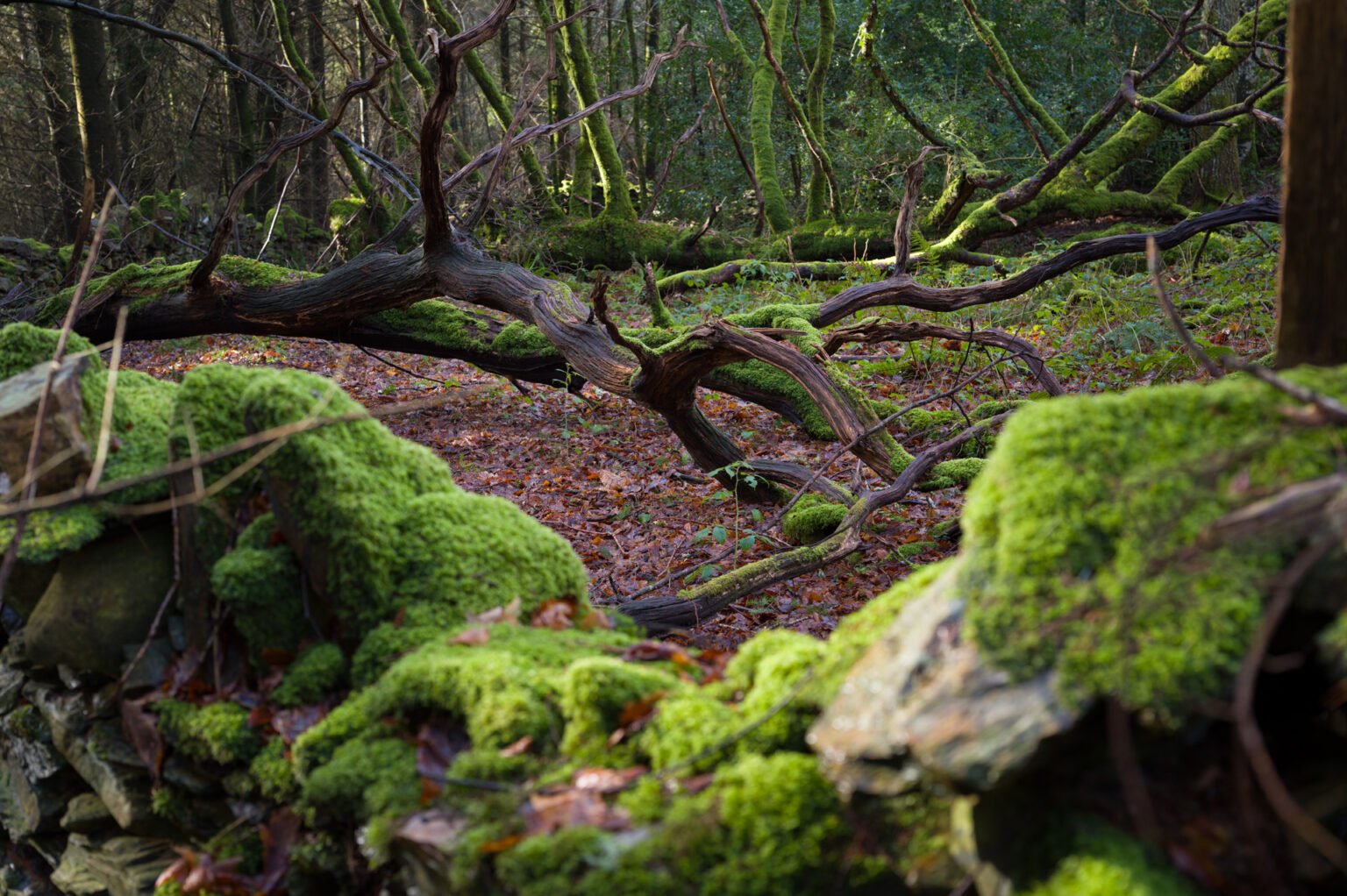 Breathtaking Views of the Mawddach Estuary – The New Precipice Walk ...